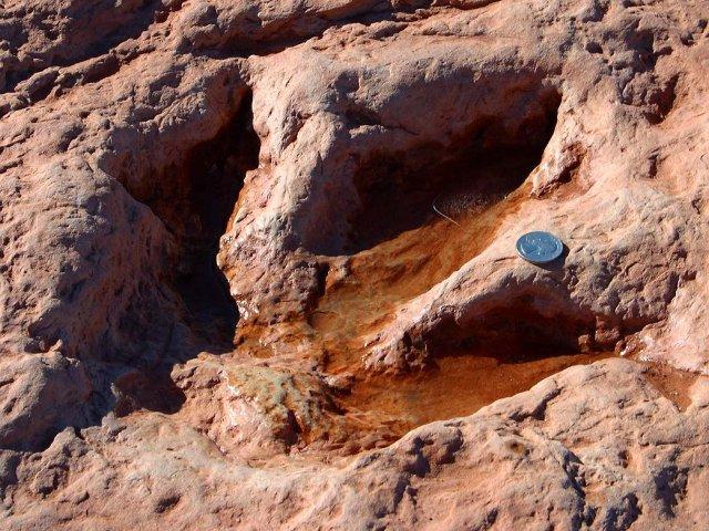 Dinosaur Footprints